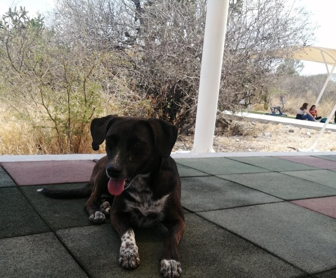 SURBA: 9 años de lucha por el rescate y bienestar animal - Salamanca ...